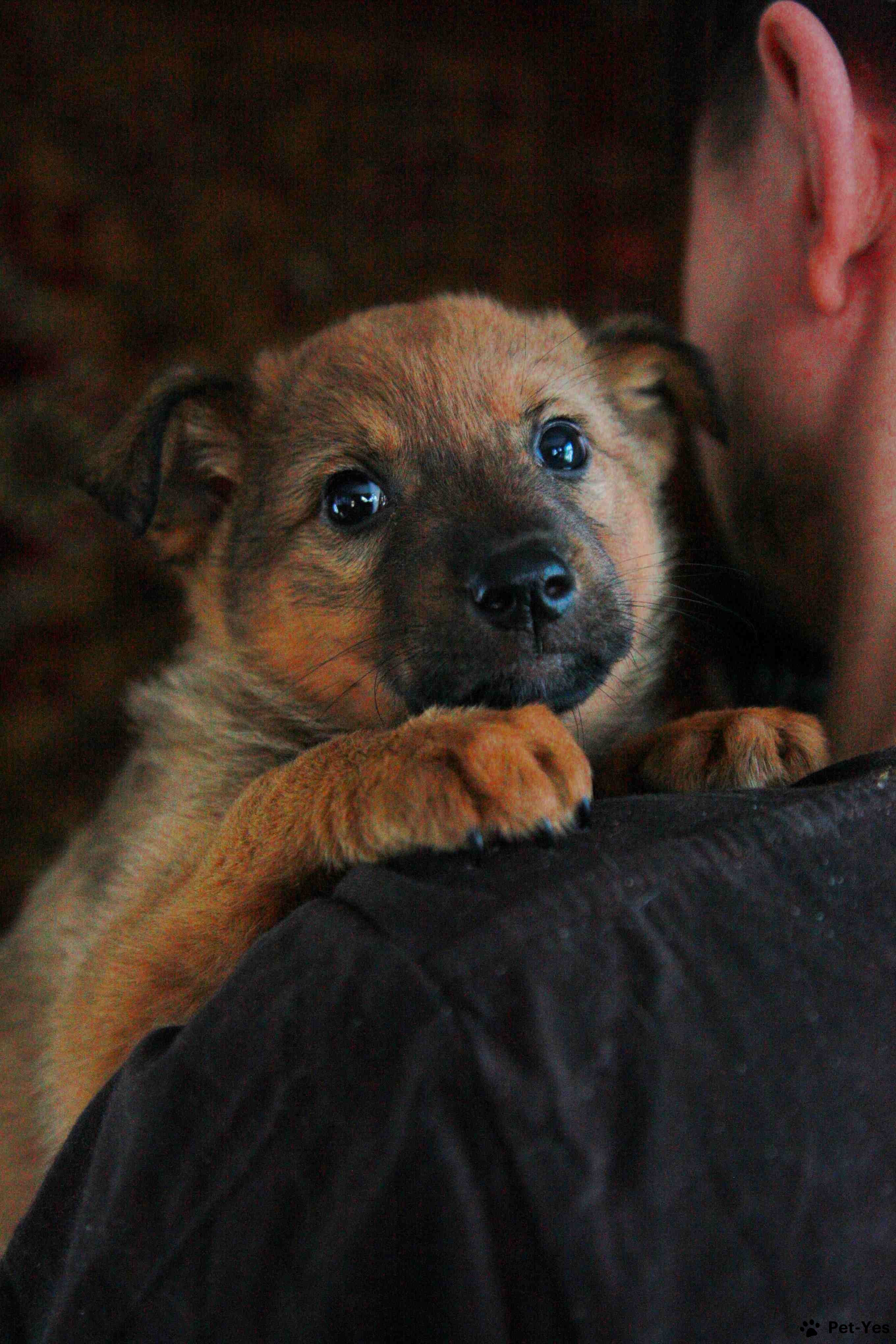 Щенок Бельгийская овчарка малинуа 1 год, 11 месяцев купить Мытищи | Pet-Yes