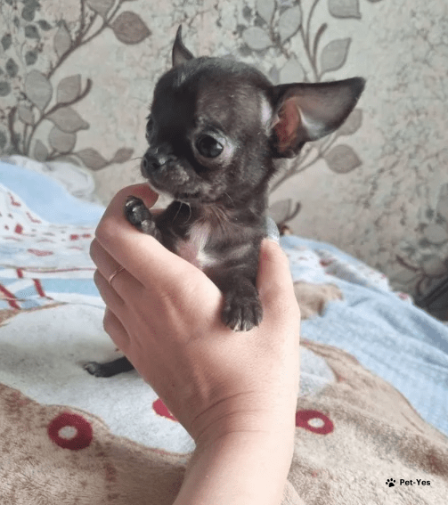 Щенок Чихуахуа гладкошерстный 1 год, 3 месяца купить Москва | Pet-Yes