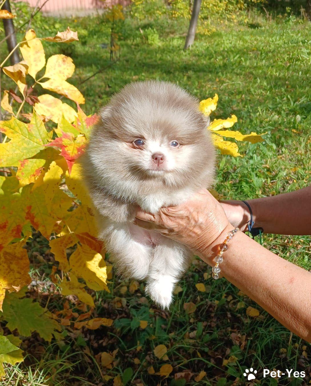 Щенок Немецкий шпиц померанский 1 месяц, 11 дней купить Нижний Новгород | Pet-Yes